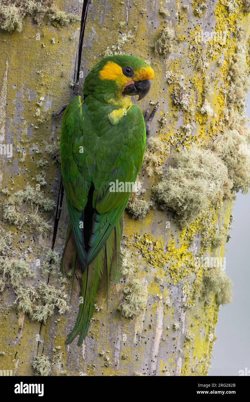Yellow Eared Parrot Ognorhynchus Icterotis At Cajamarca Tolima