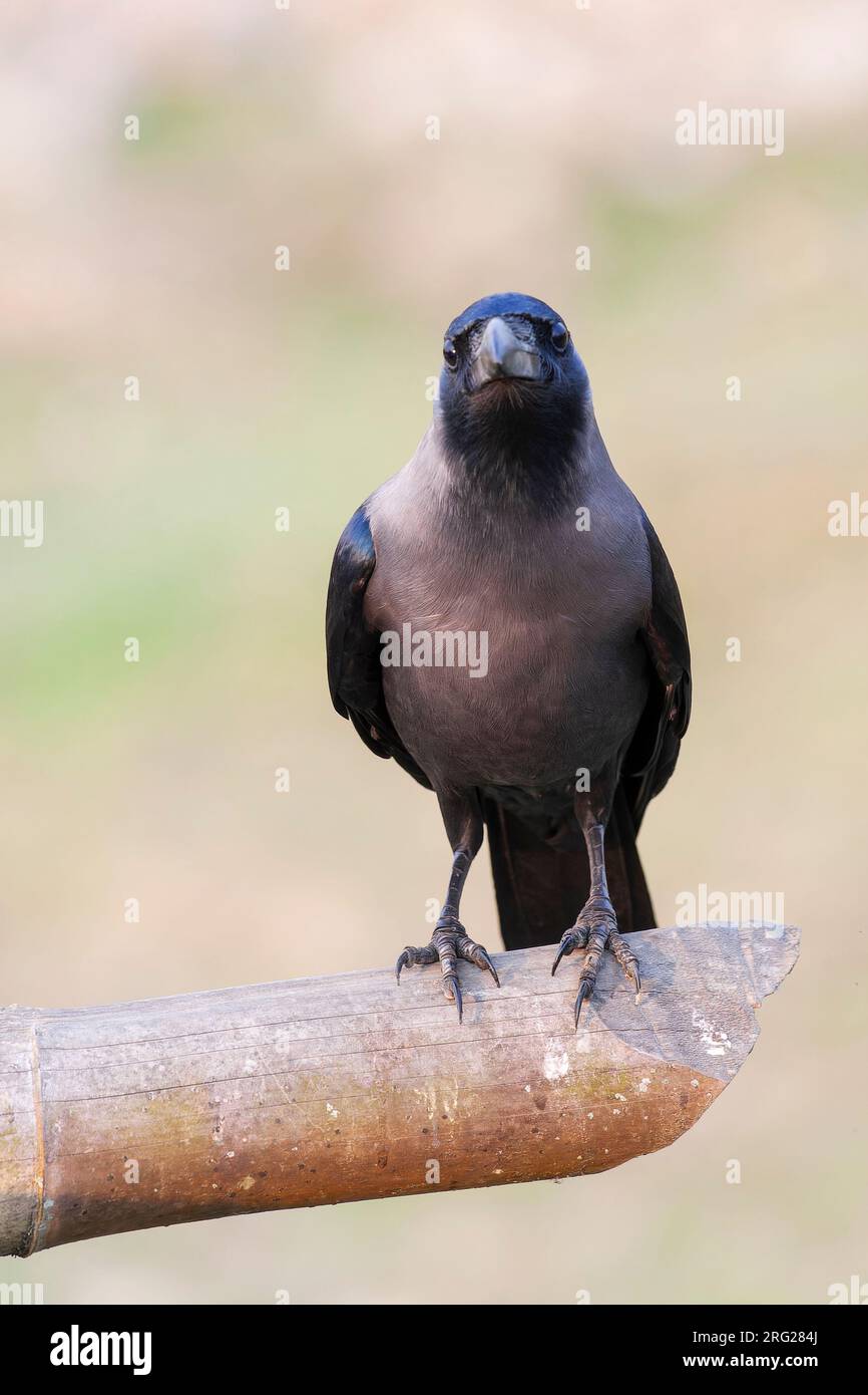House Crow (Corvus splendens splendens) around human settlements ...