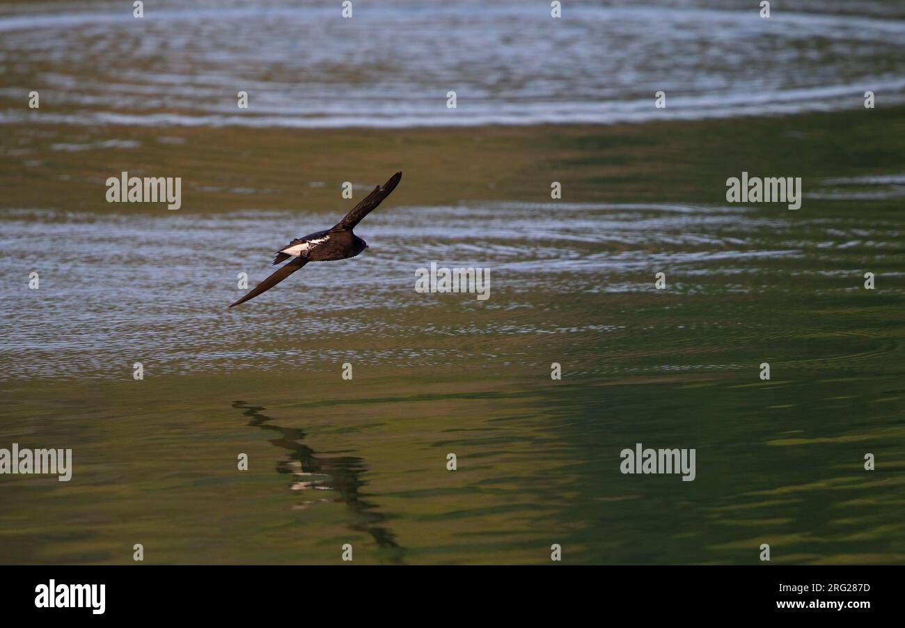 Brown-backed Needletail (Hirundapus giganteus) single bird flying low ...