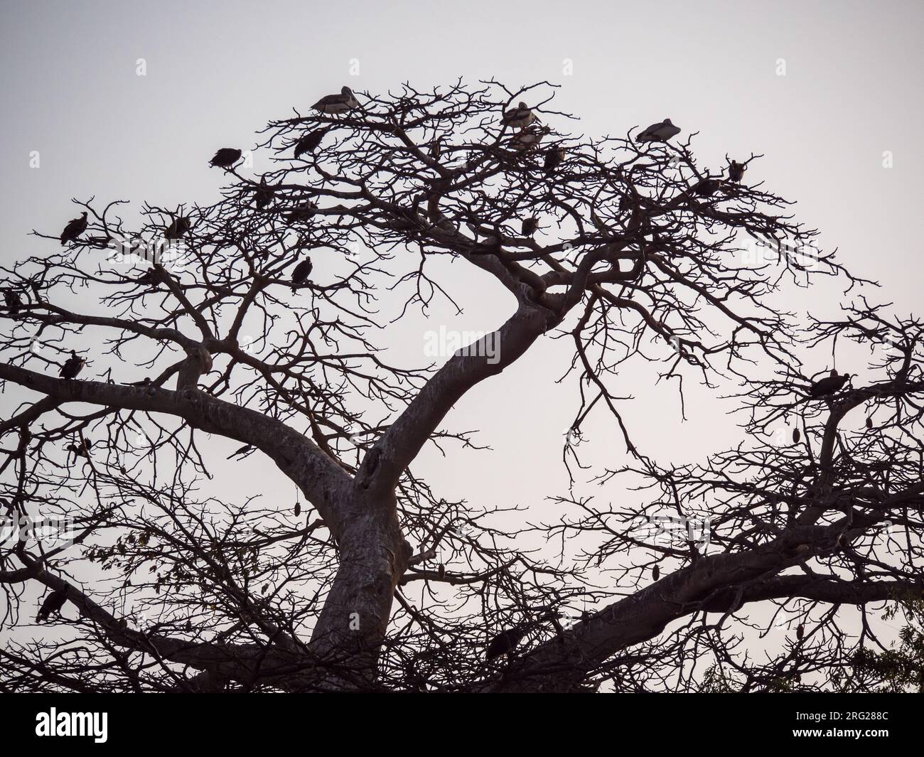 Tree full of birds hi-res stock photography and images - Alamy