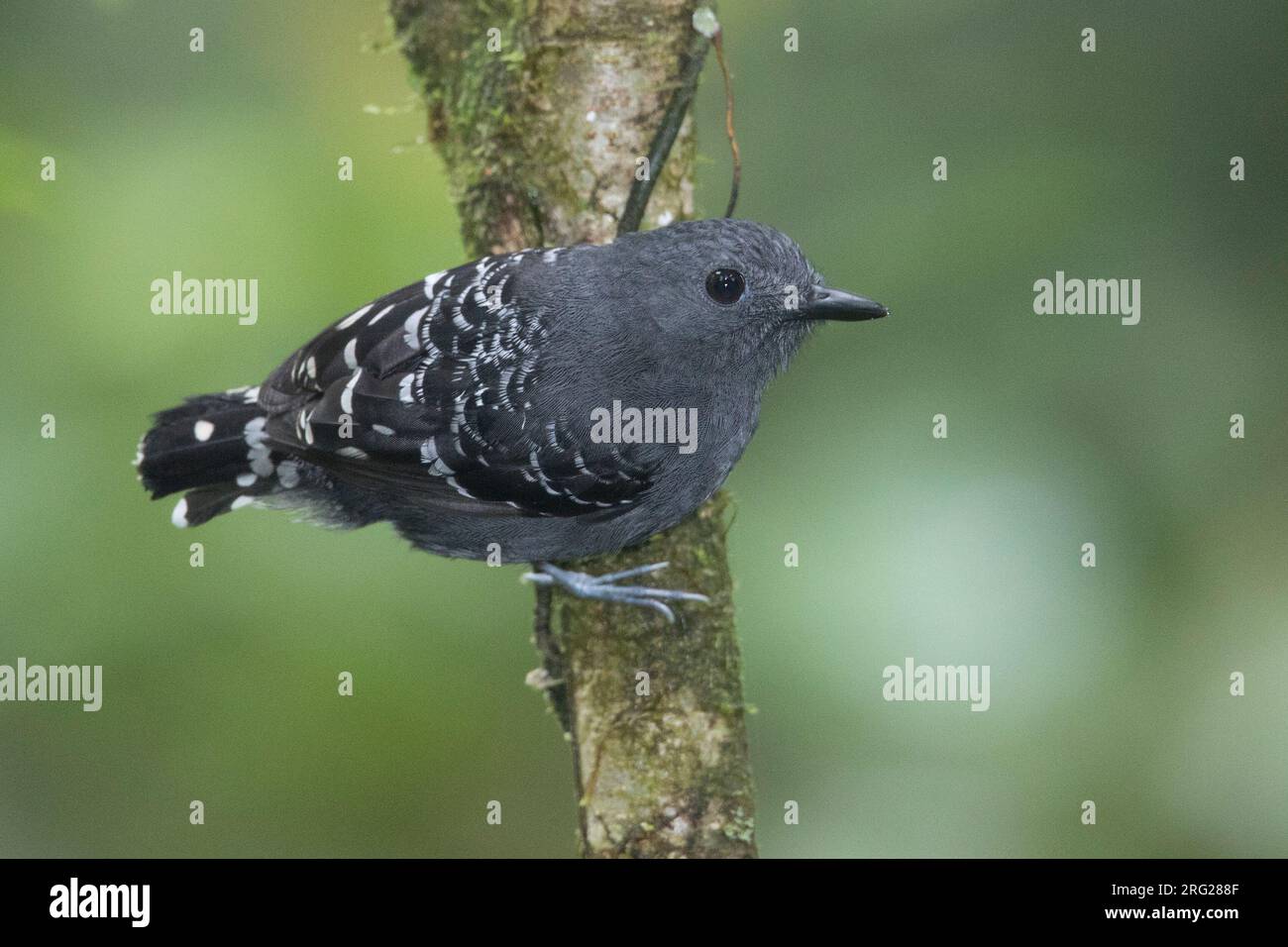 A male Common Scale-backed Antbird (Willisornis poecilinotus lepidonota ...