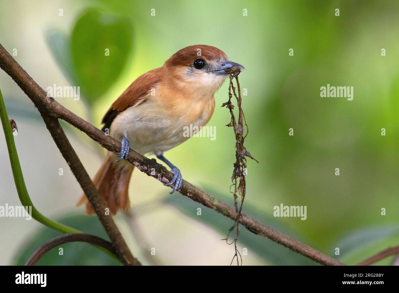 Cinnamon Becard (Pachyramphus cinnamomeus) at Zafra Reserva Natural ...
