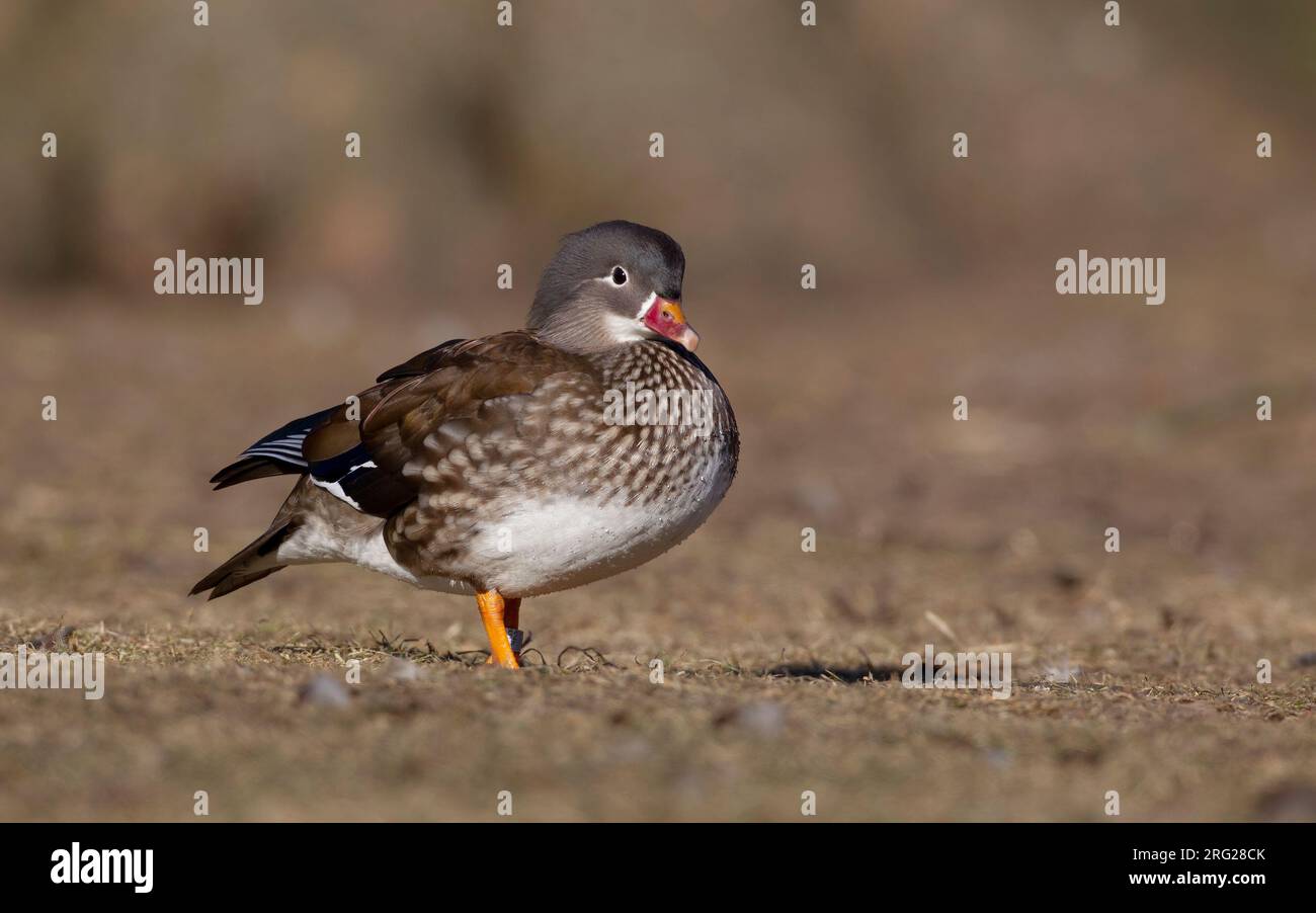 Adult female Mandarine Duck (Aix galericulata) standing on land at ...