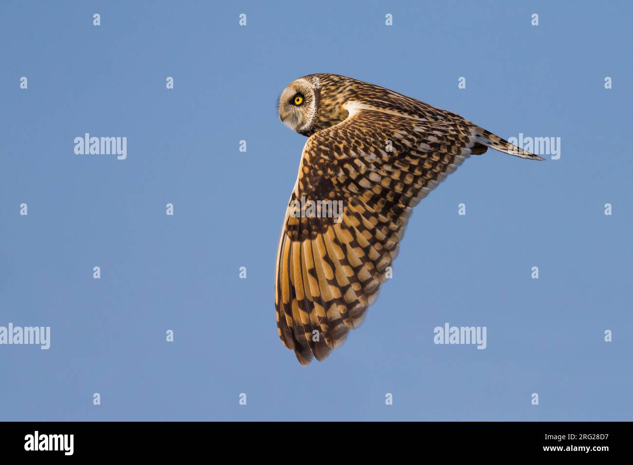 Velduil in vlucht; Short-eared Owl in flight Stock Photo - Alamy