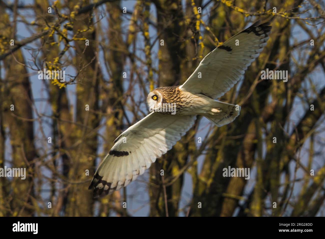 Velduil in vlucht; Short-eared Owl in flight Stock Photo - Alamy