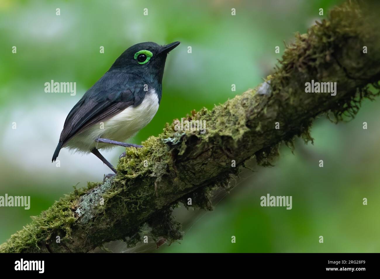 Male Black-necked Wattle-eye (Platysteira chalybea) perched on a branch ...