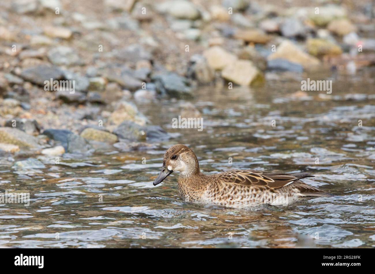 Wintering female Baikal Teal (Anas formosa) in Japan. Swimming on a ...