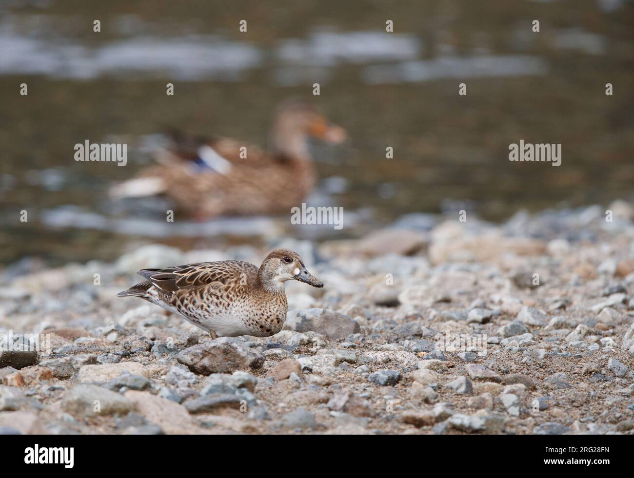 Wintering female Baikal Teal (Anas formosa) in Japan. Walking on the ...
