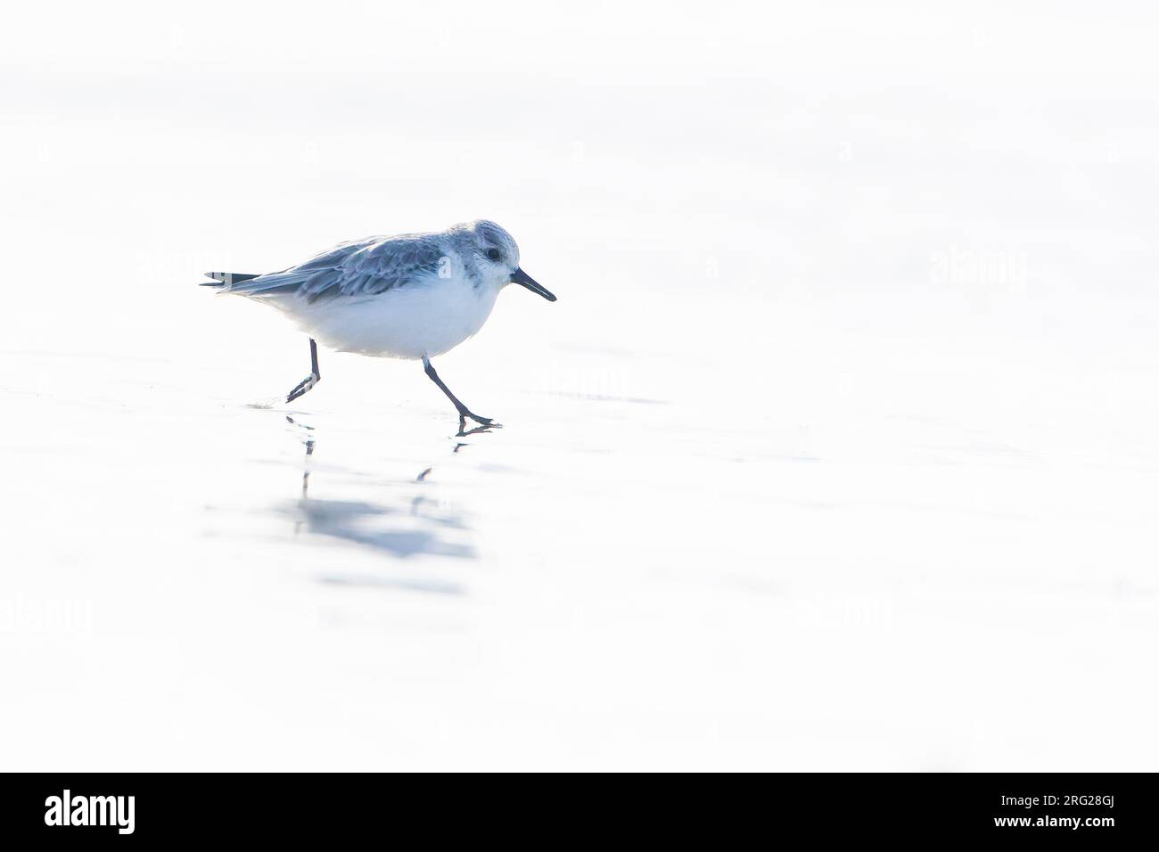 Bird on beach in Cut Out Stock Images & Pictures - Alamy