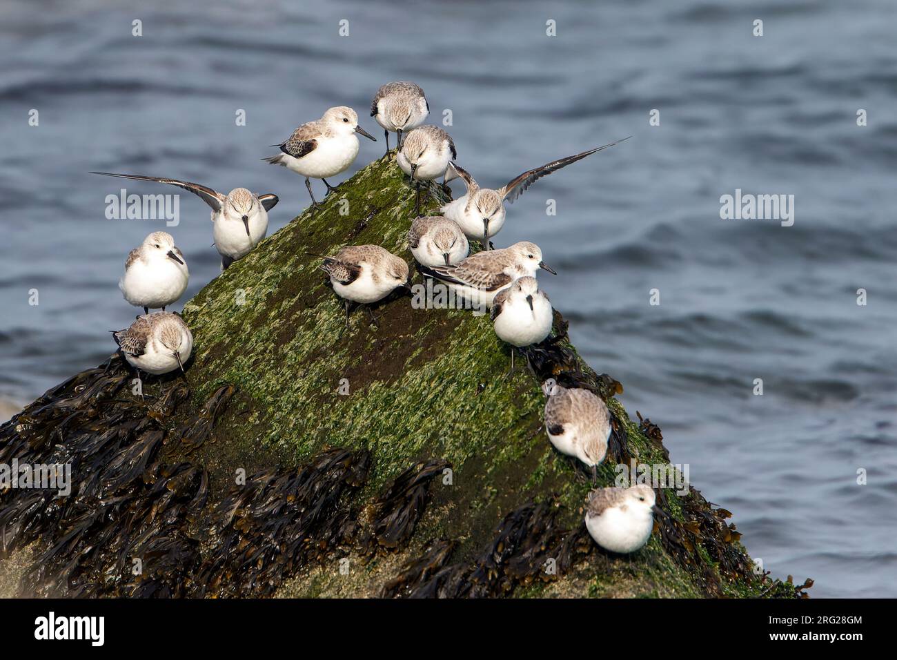 Flock of wintering Sanderlings (Calidris alba) on North Sea beach in ...