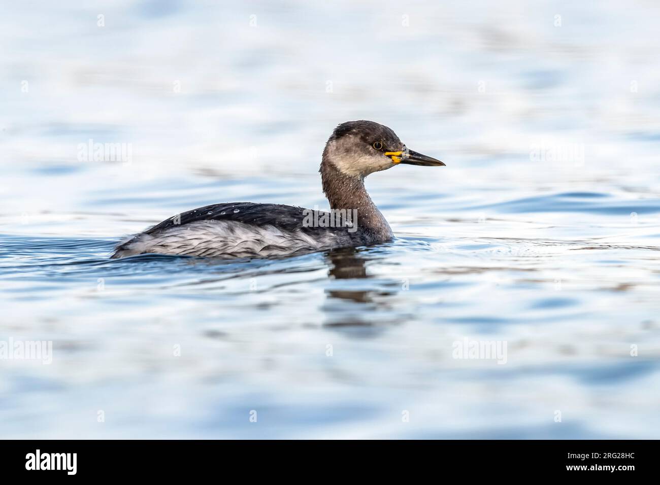 Winter plumage Red-necked Grebe (Podiceps grisegena) swimming in ...