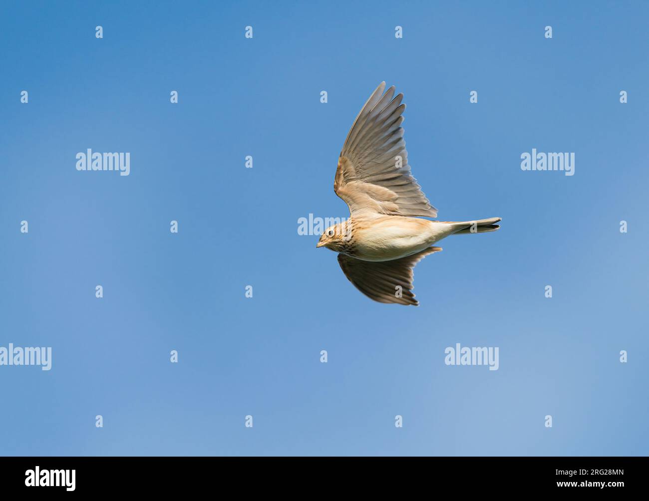 Flying, migrating Eurasian Skylark (Alauda arvensis) in blue sky ...
