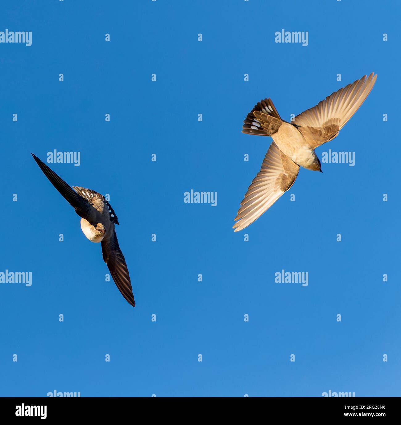 Crag Martin (Ptyonoprogne rupestris) in flight in Spain. Seen from ...