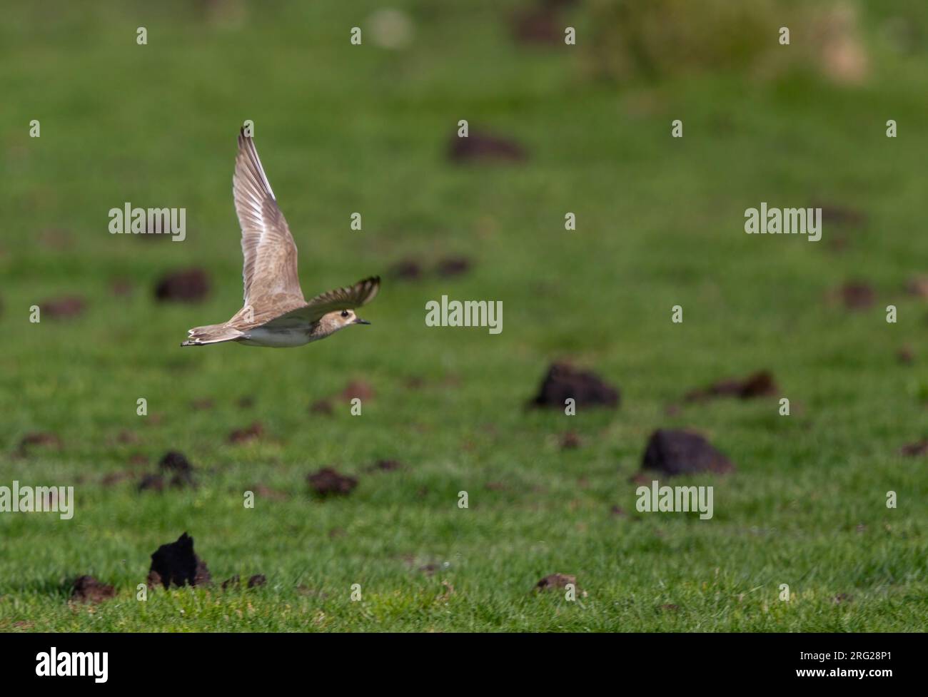 Caspian Plover, Charadrius asiaticus, in flight at Dubai, UAE Stock ...