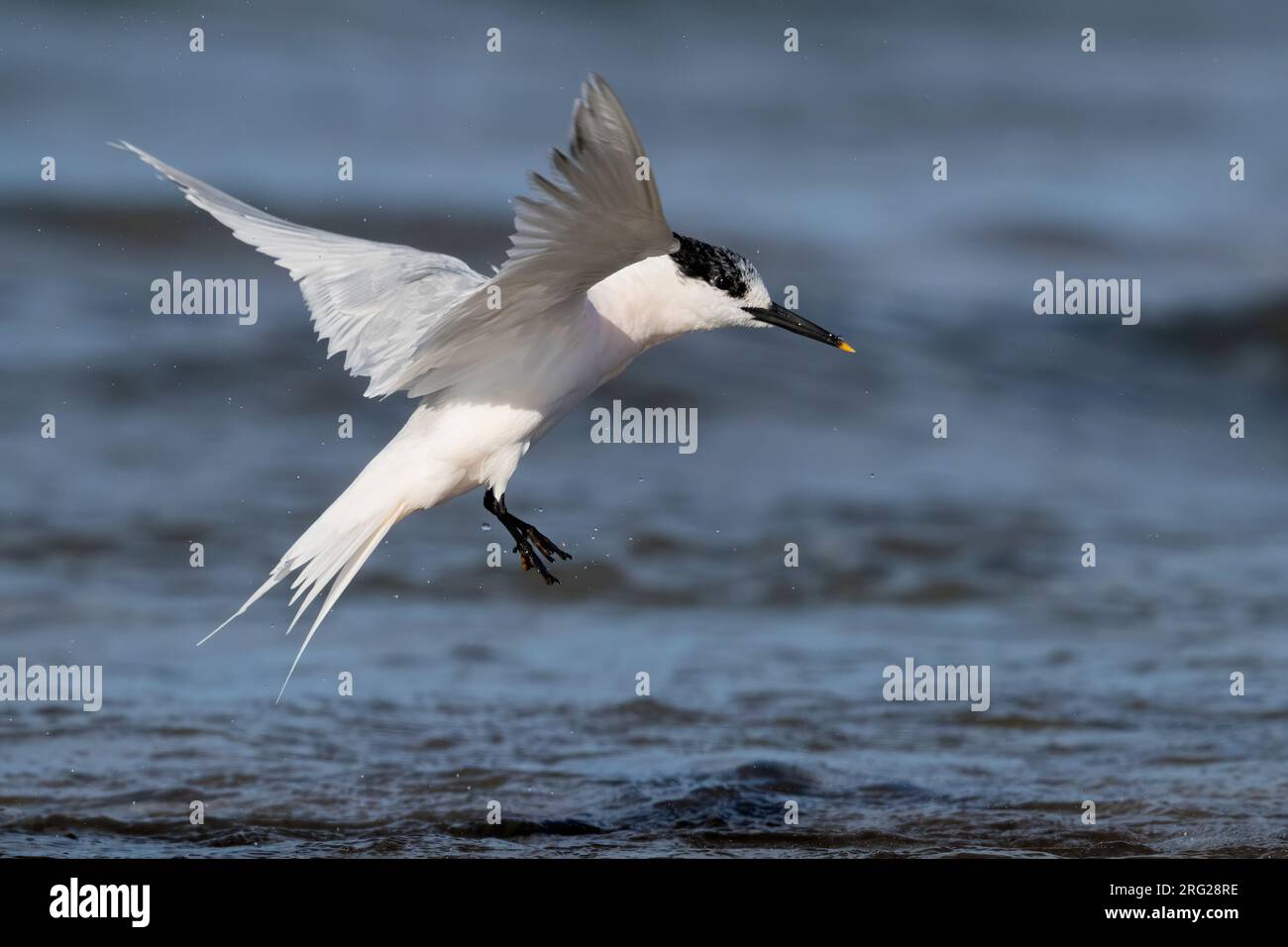 Sandwich Tern (Thalassaeus sandvicensis), adult in winter plumage in ...