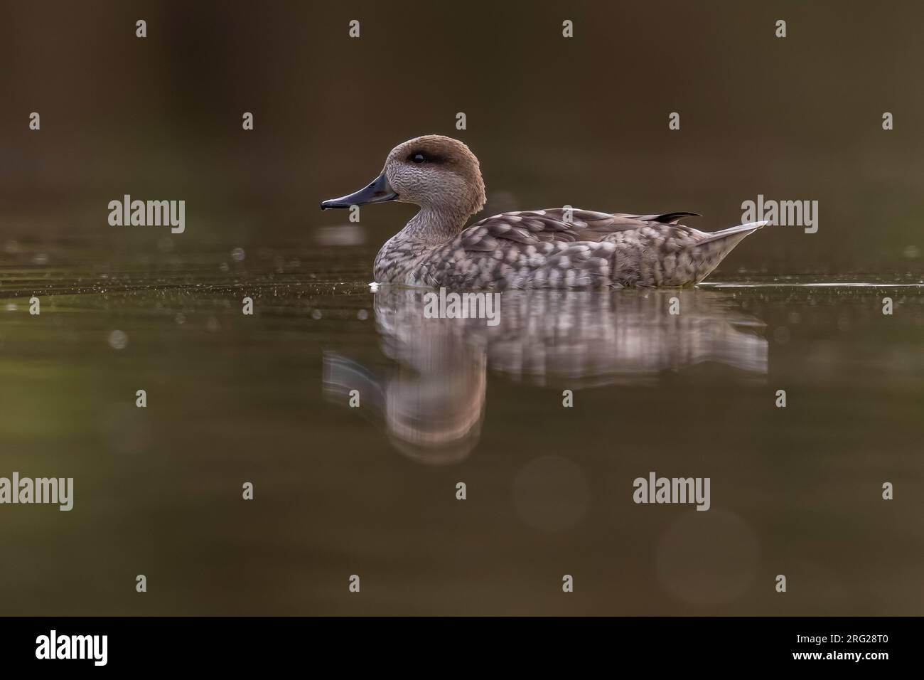 Adult Marbled Teal (Marmaronetta angustirostris) ecape bird swimming in ...