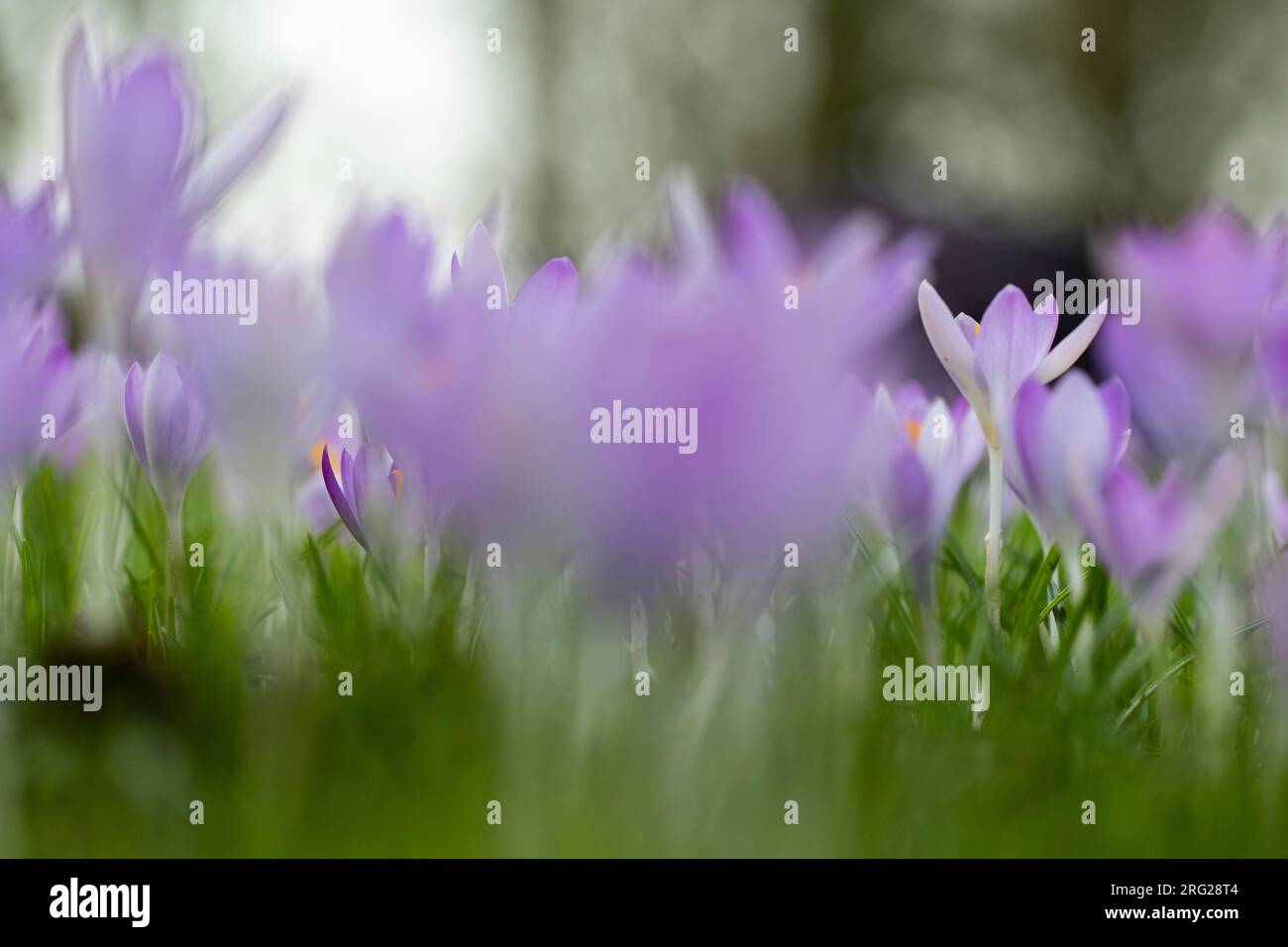 Early crocu hi-res stock photography and images - Alamy