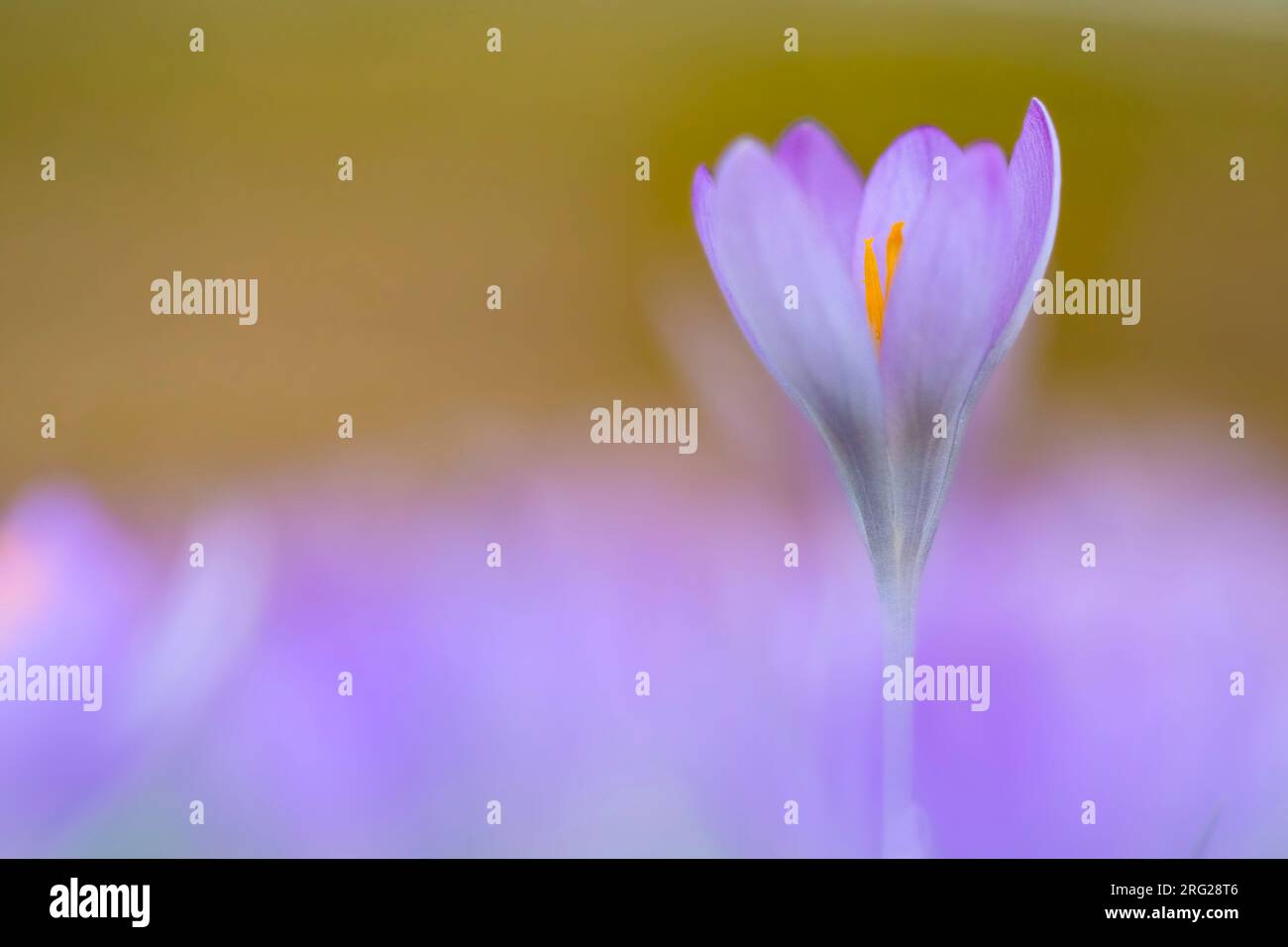 Early crocu hi-res stock photography and images - Alamy