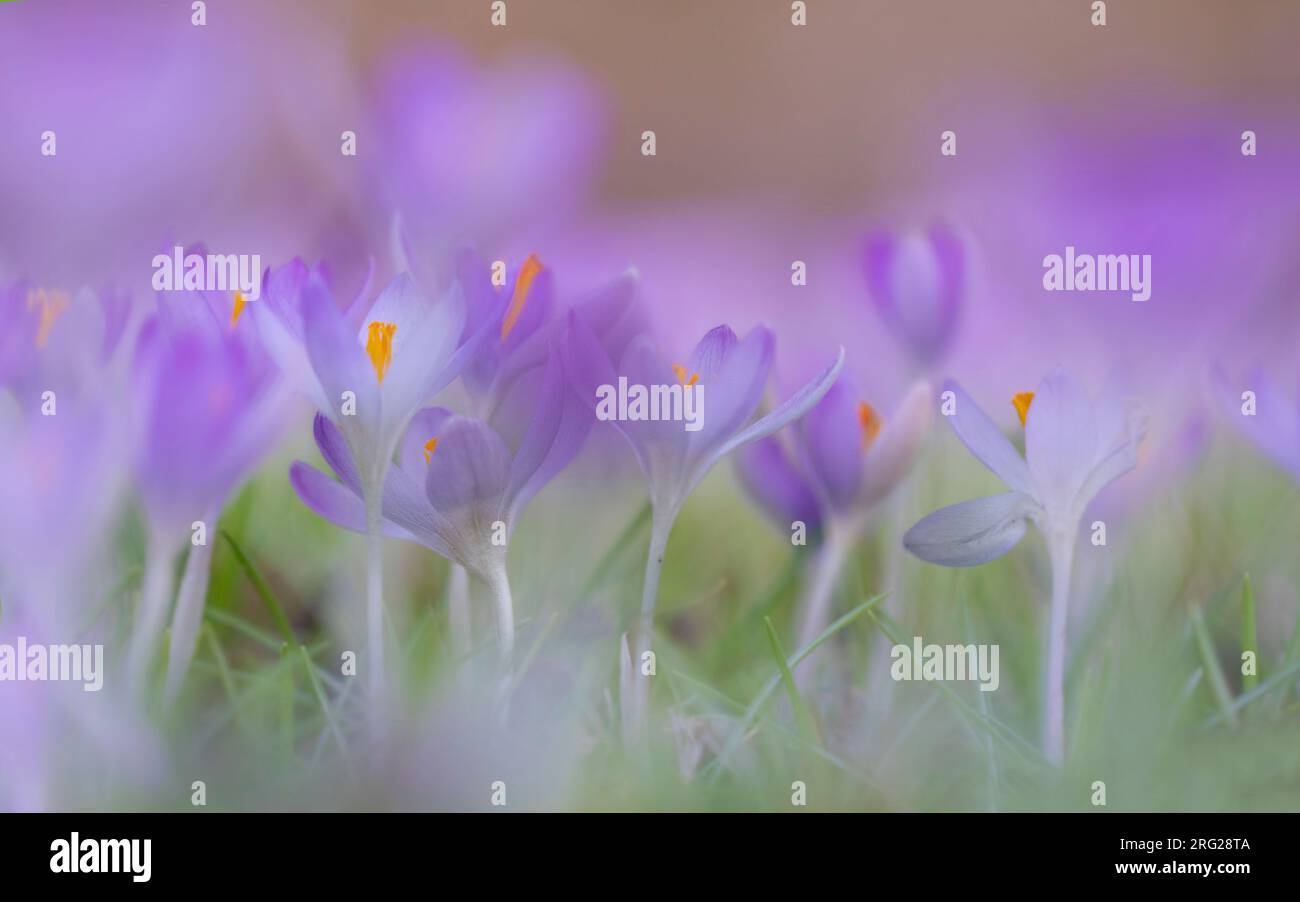 Tommasinianus wild woodland hi-res stock photography and images - Alamy