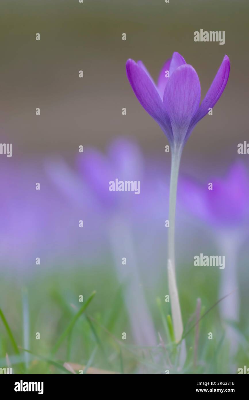 Tommasinianus wild woodland hi-res stock photography and images - Alamy