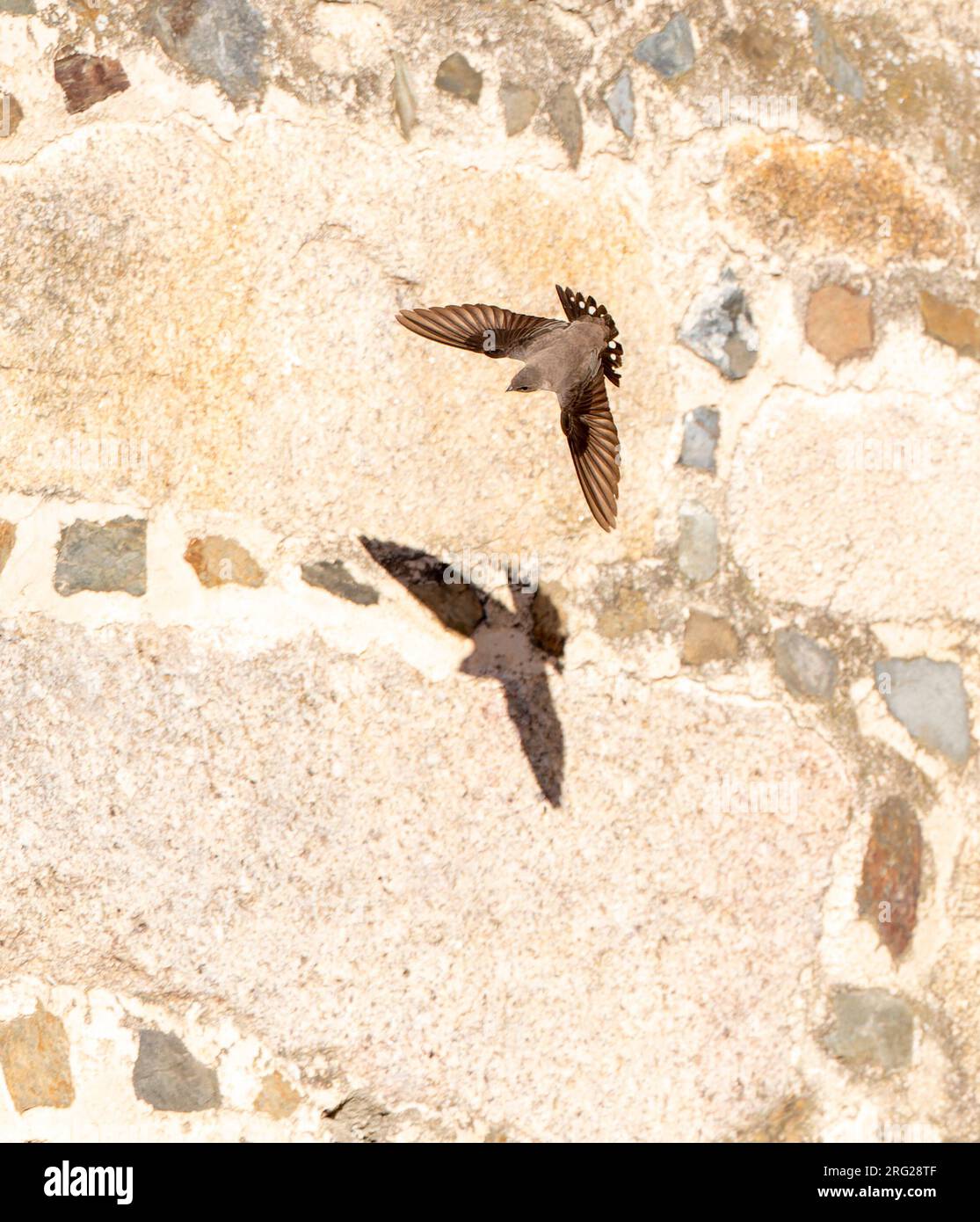 Crag Martin (Ptyonoprogne rupestris) in flight in Spain. Flying in ...