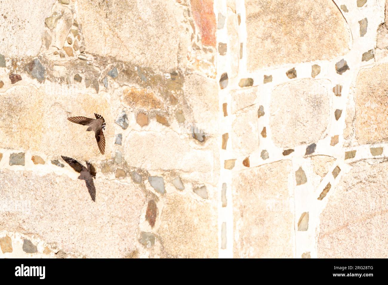 Crag Martin (Ptyonoprogne rupestris) in flight in Spain. Flying in ...