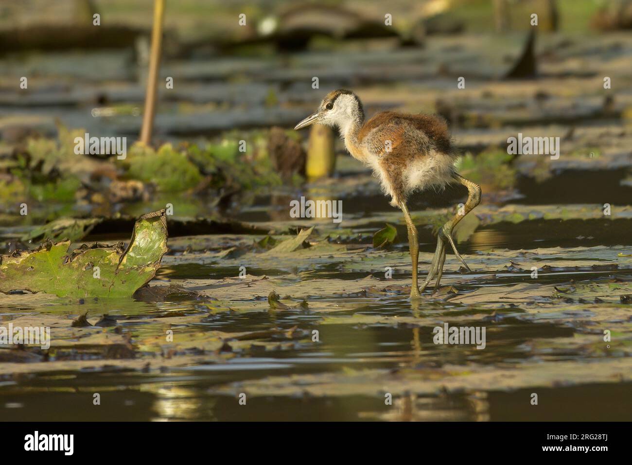 African Jacana (Actophilornis africanus), side view of a young chick on ...