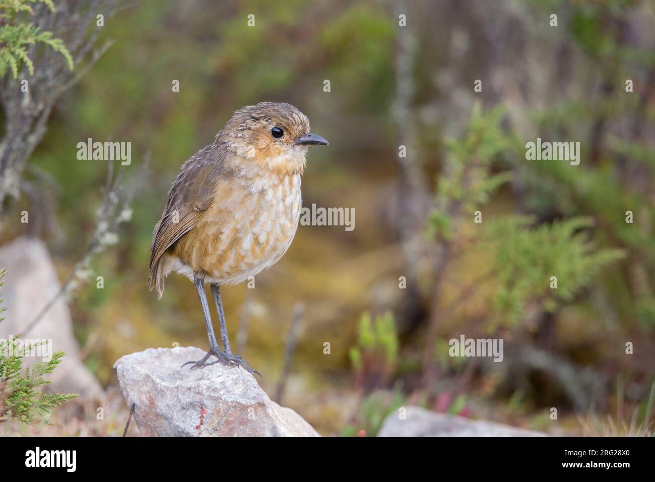 Tawny Antpitta (Grallaria quitensis alticola) at Sumapaz National Park ...
