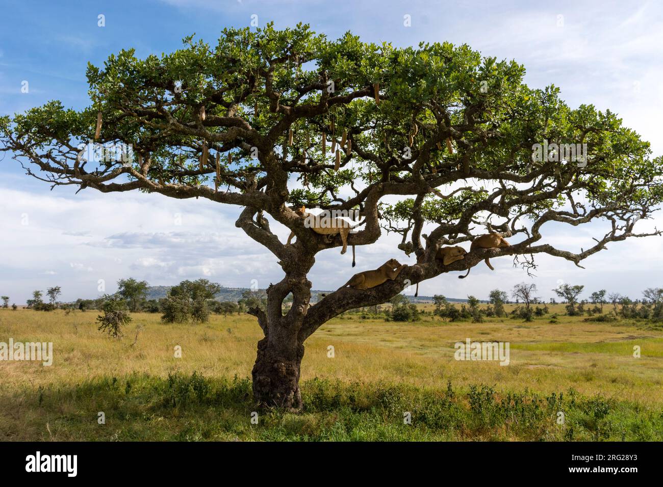 Four lionesses, Panthera leo, in a sausage tree, Kigalia africana ...