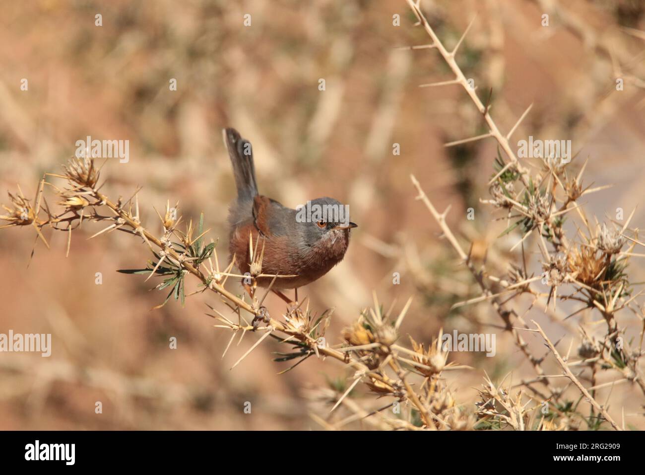 Male Tristram's Warbler (Curruca deserticola), peched on on a thorn ...