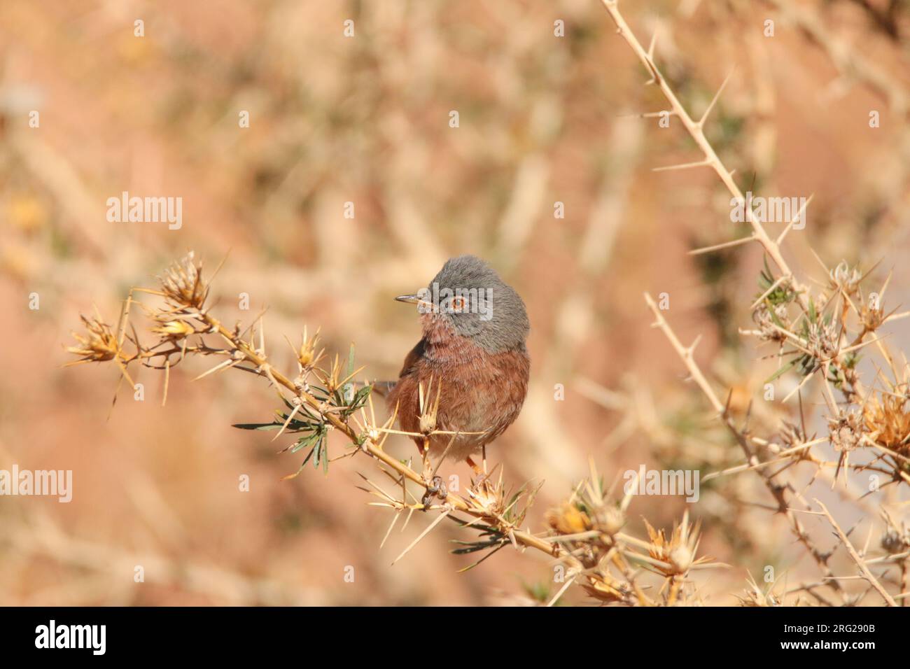 Male Tristram's Warbler (Curruca deserticola), peched on on a thorn ...