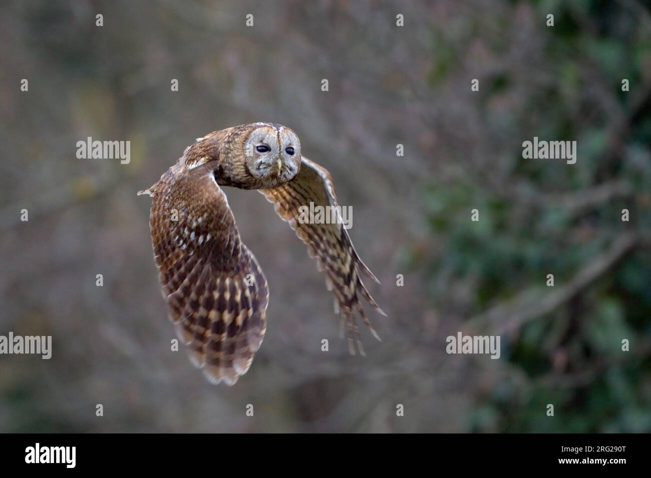 Tawny owl flying hi-res stock photography and images - Alamy