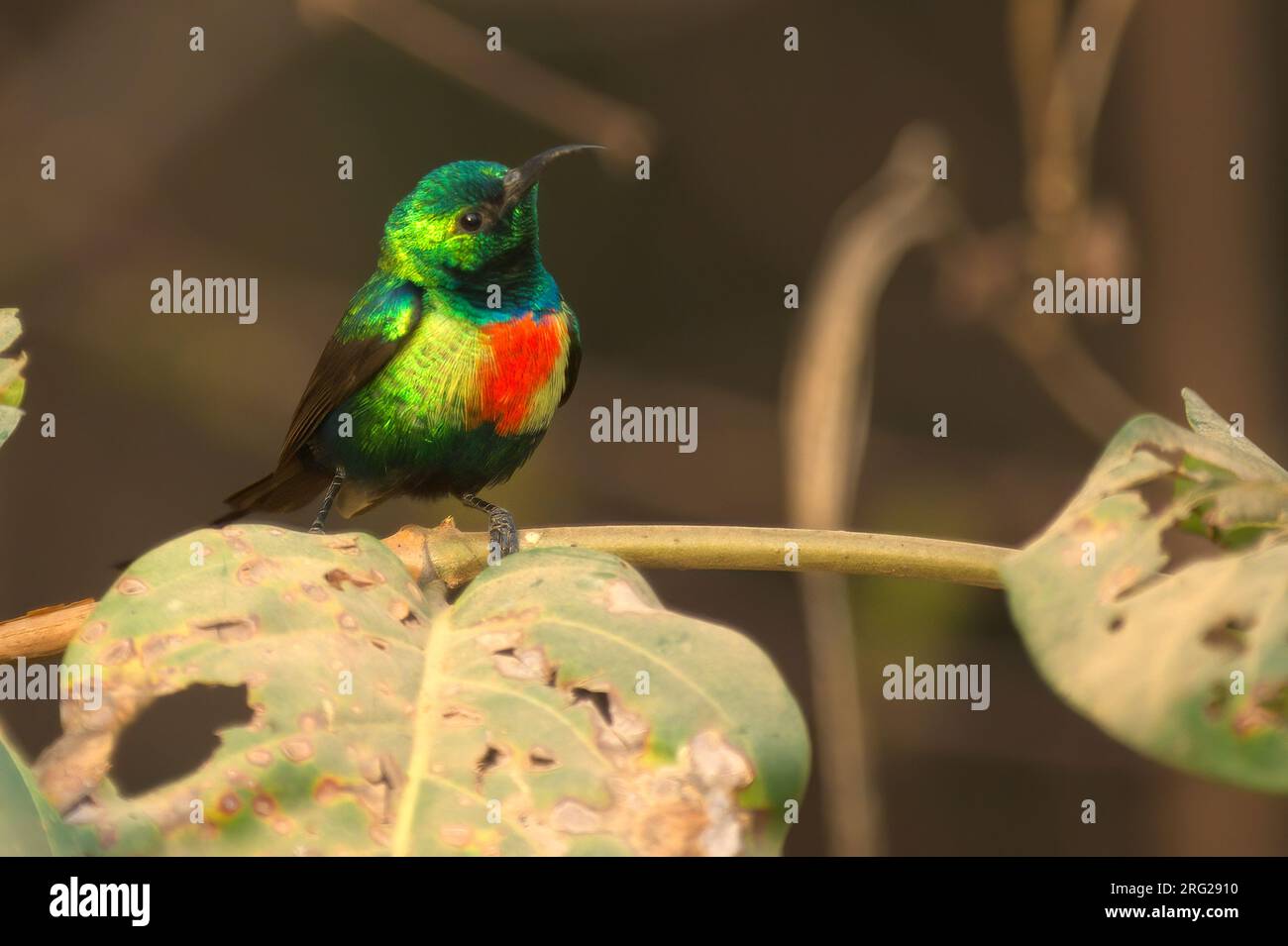 Beautiful sunbird hi-res stock photography and images - Alamy