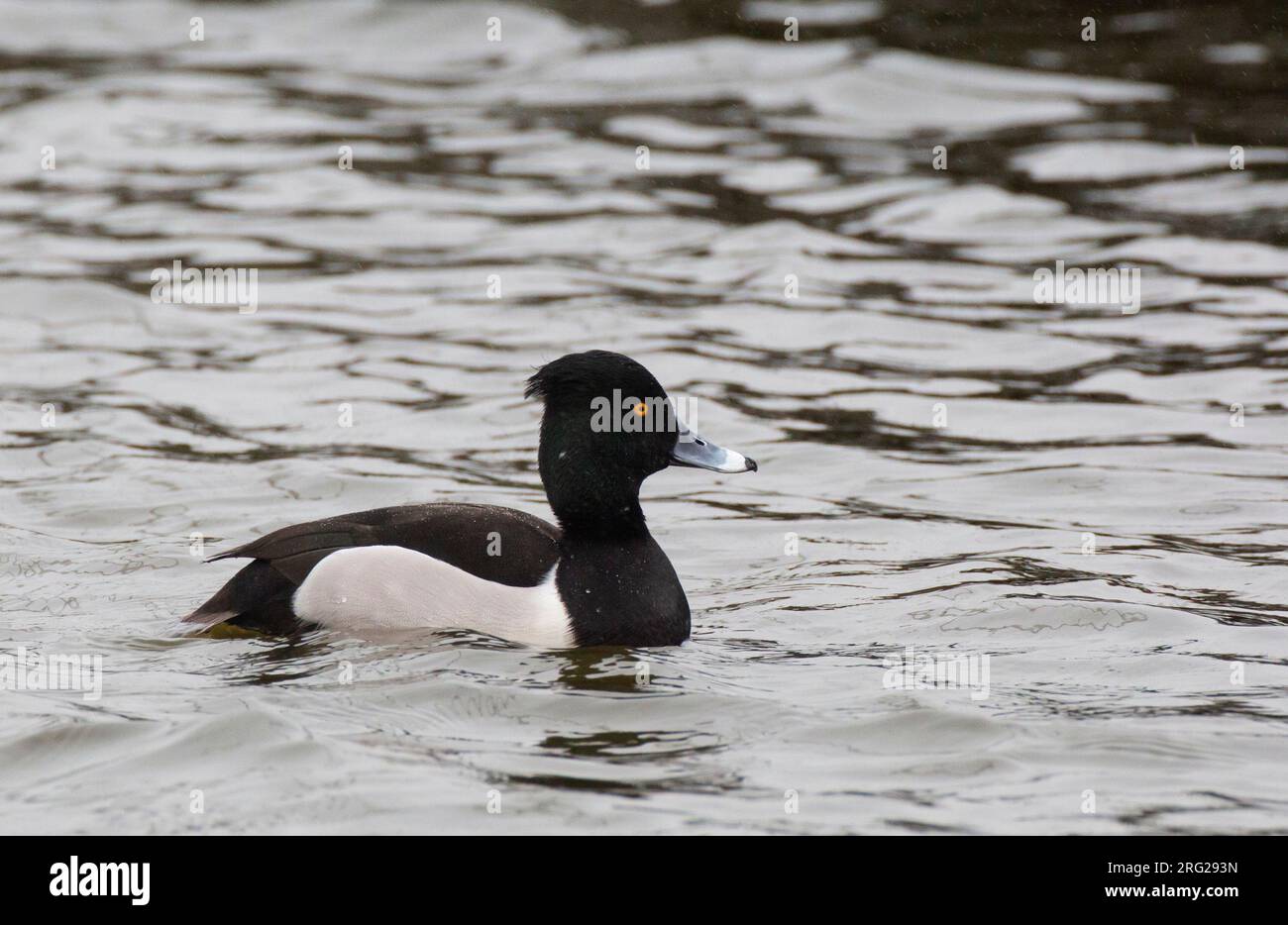 Adult male Ring-necked Duck x Tufted Duck (Aythya collaris x Aythya ...
