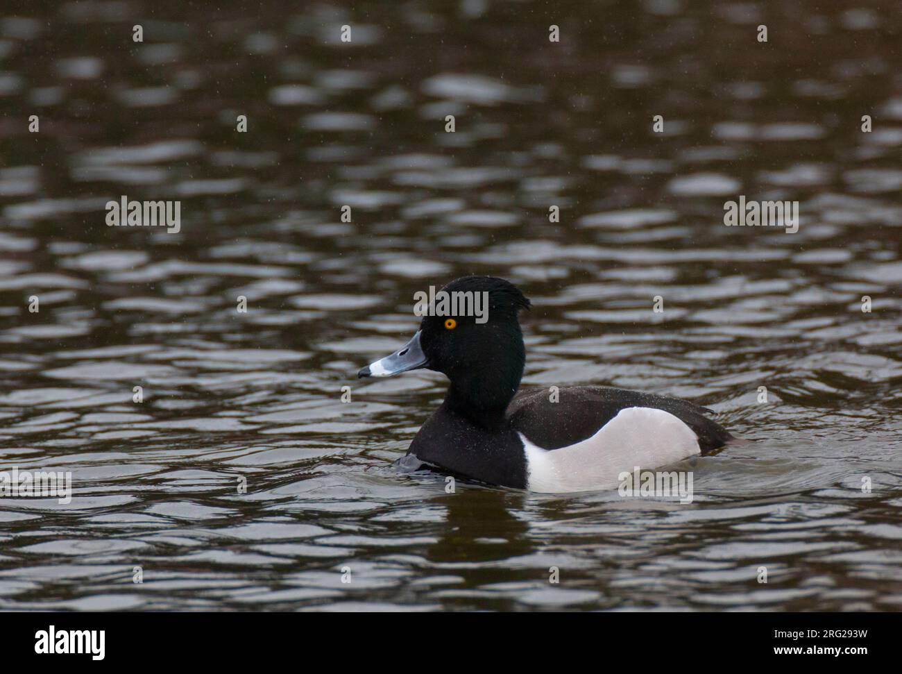 Adult male Ring-necked Duck x Tufted Duck (Aythya collaris x Aythya ...