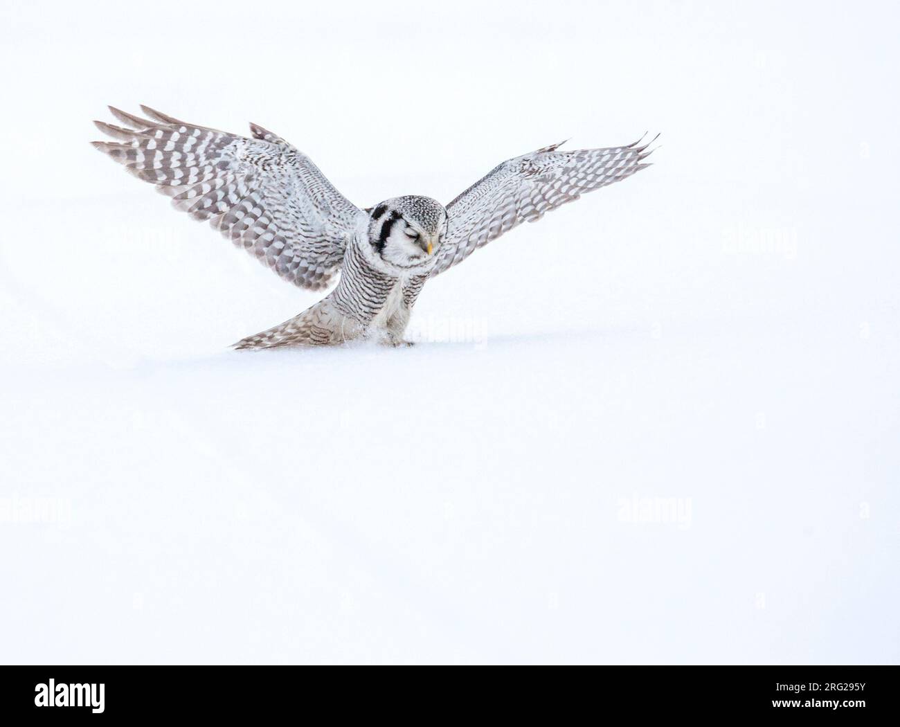 Northern Hawk Owl (Surnia ulula) during cold winter in Kuusamo, Finland ...