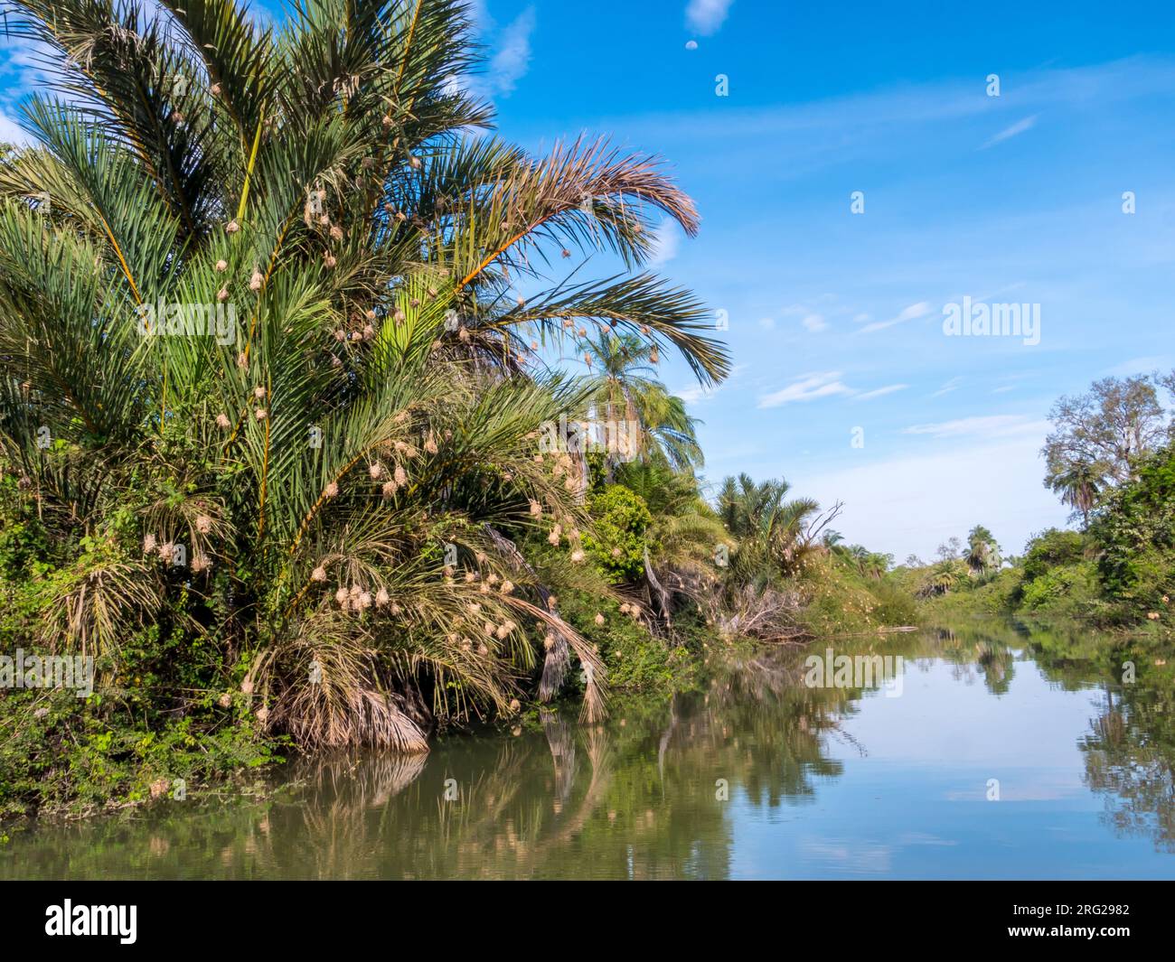 Typical landscape in the Gambia. Weaver nests in a palm tree on edge of ...