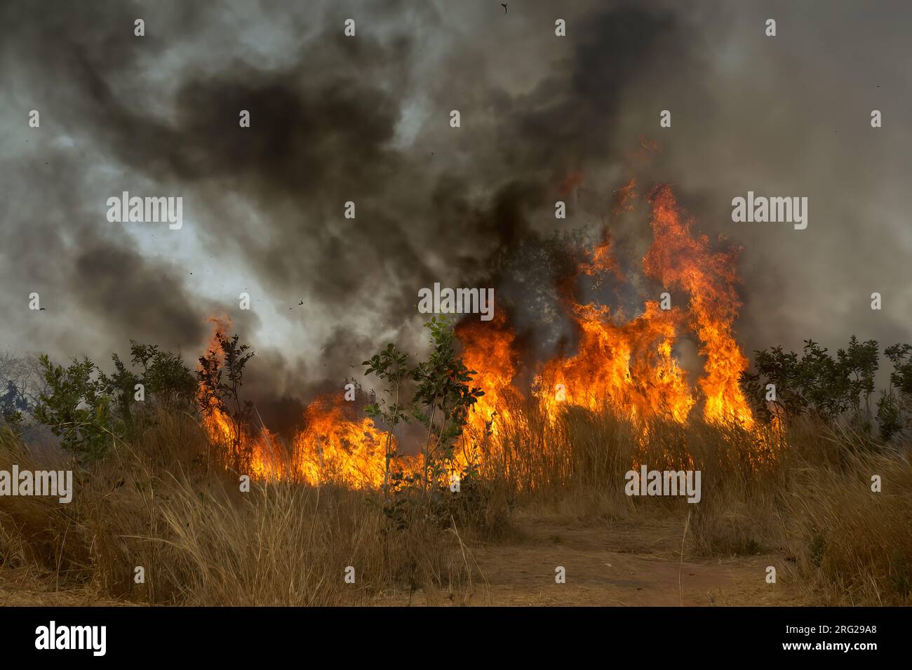 Savanna bush fire in Gambia, Africa. Fires are mostly caused by ...