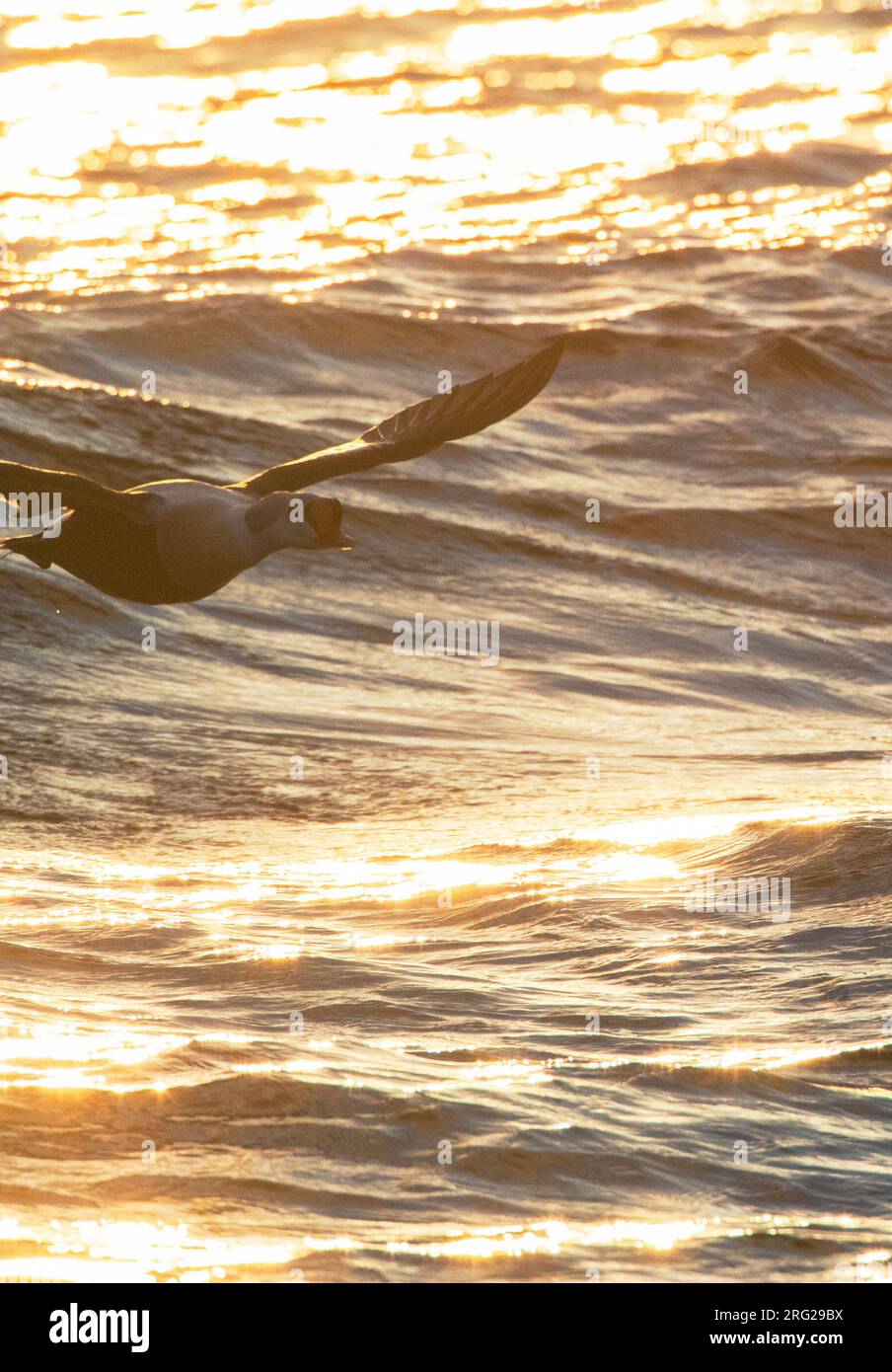 King Eider (Somateria spectabilis) in flight over the sea in the ...