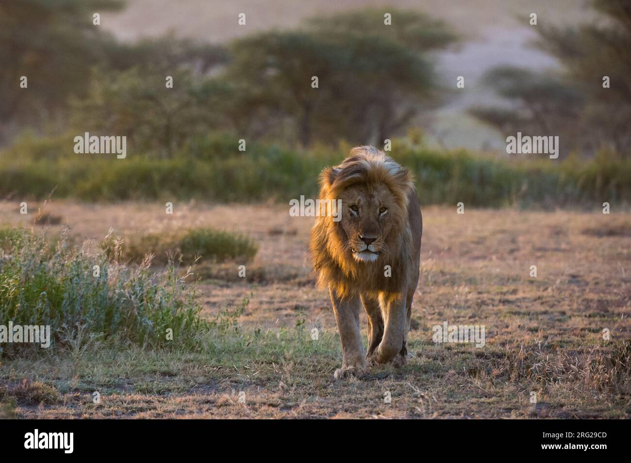 A male lion, Panthera leo, patrolling the territory at sunrise. Ndutu ...
