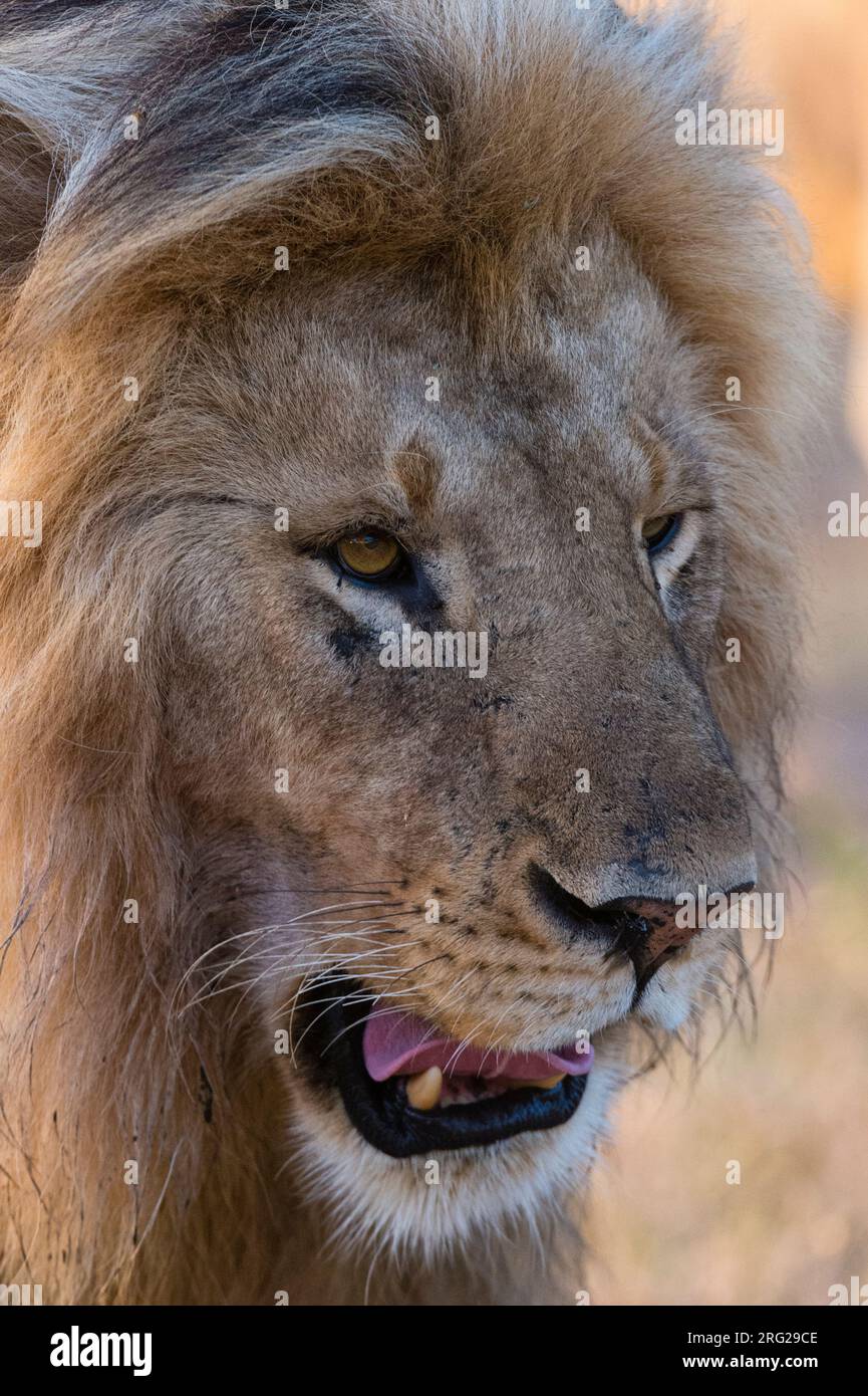 Portrait of a male lion, Panthera leo, patrolling the territory at ...