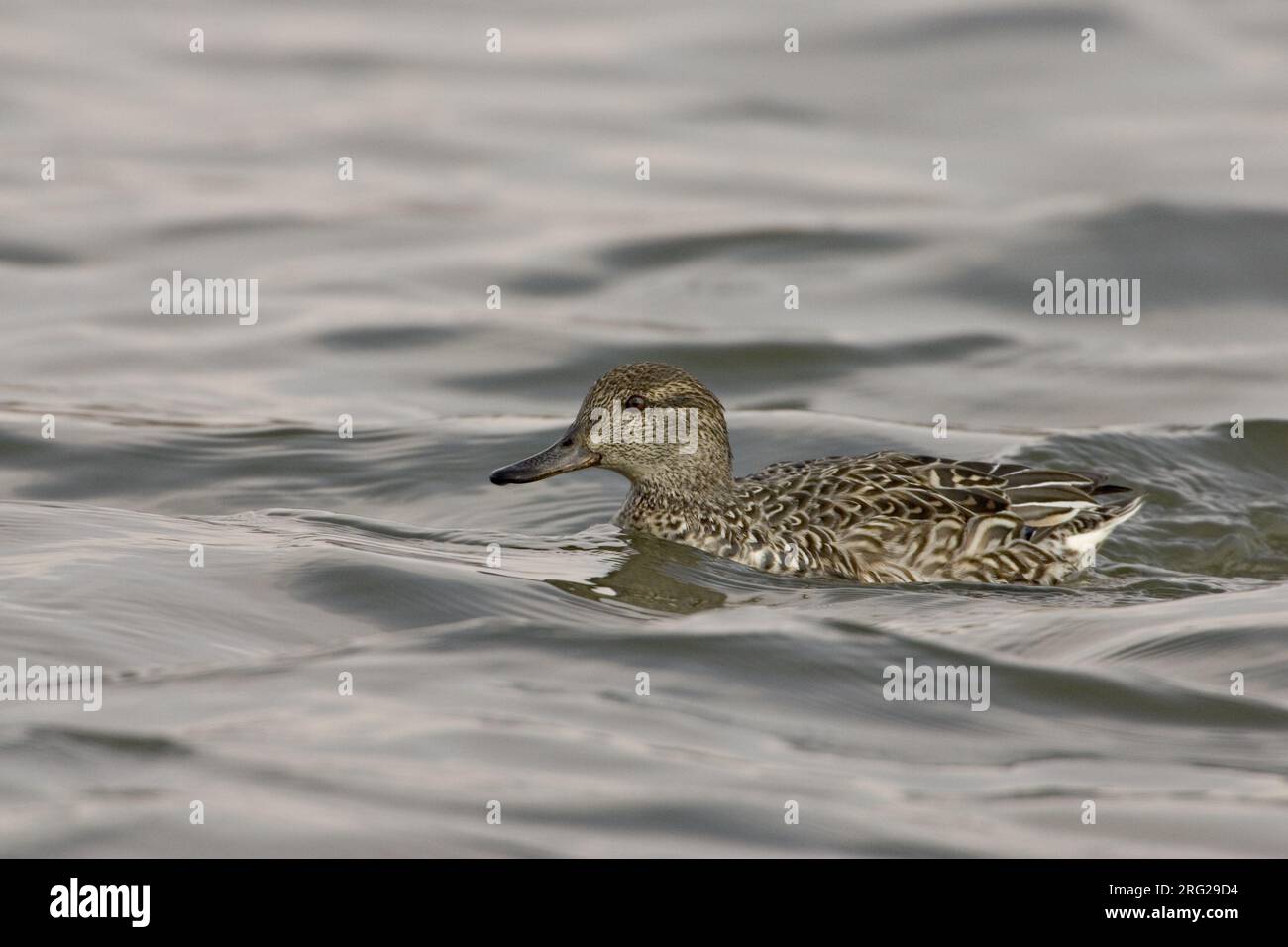 Wintertaling vrouwtje zwemmend, Female Common Teal swimming Stock Photo ...