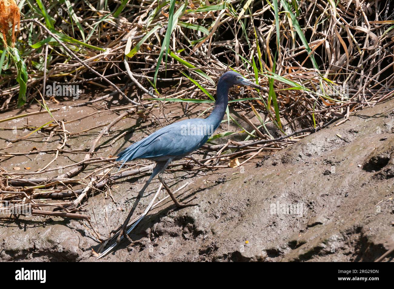 A little blue heron, Egretta caerulea, walking on a river bank. Palo ...
