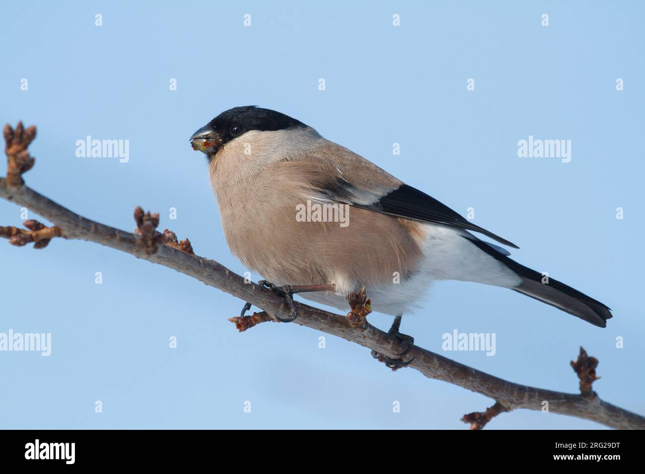 Female Eurasian Bullfinch, Pyrrhula pyrrhula griseiventris Stock Photo ...