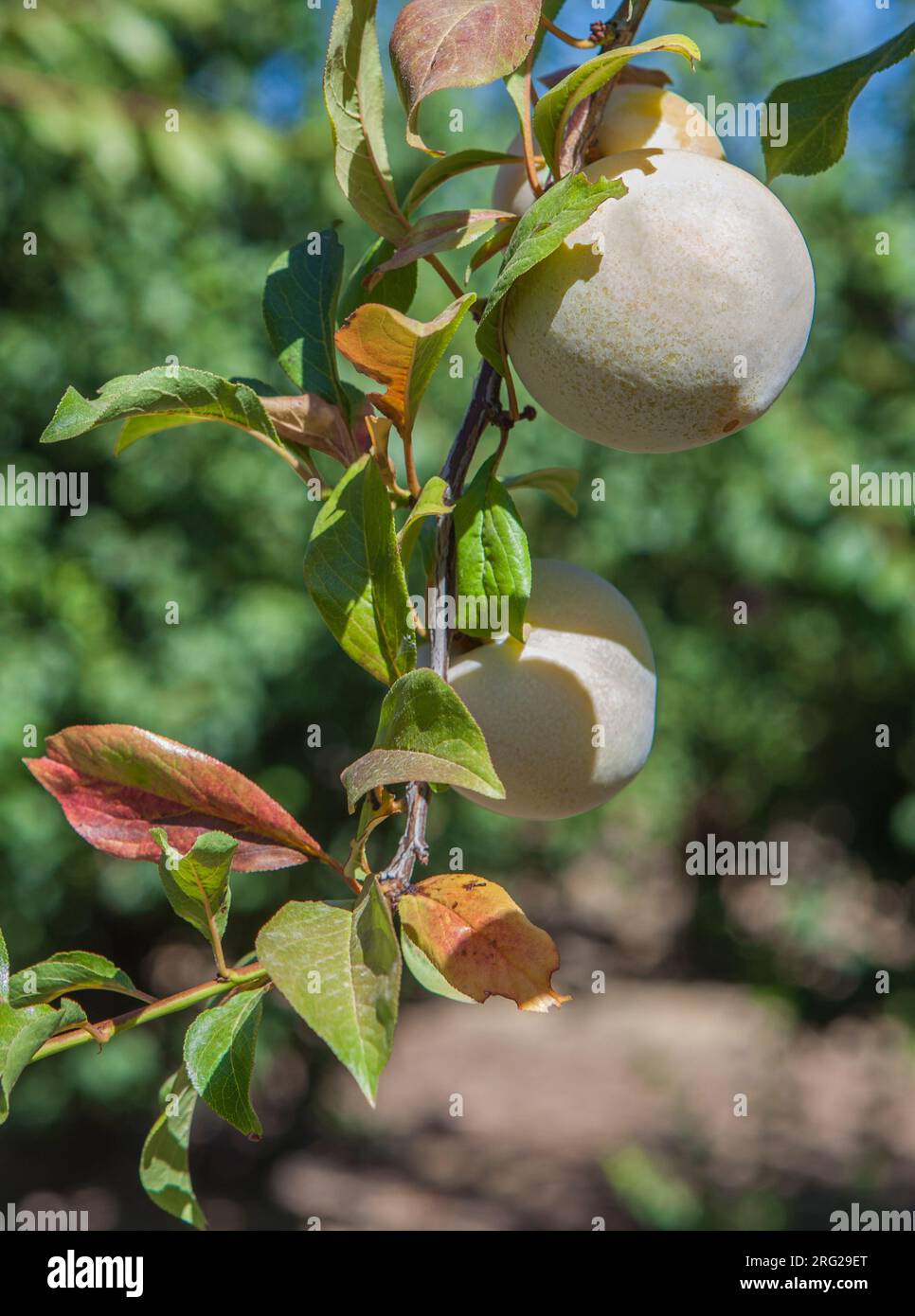 Fruits plantations hi-res stock photography and images - Alamy