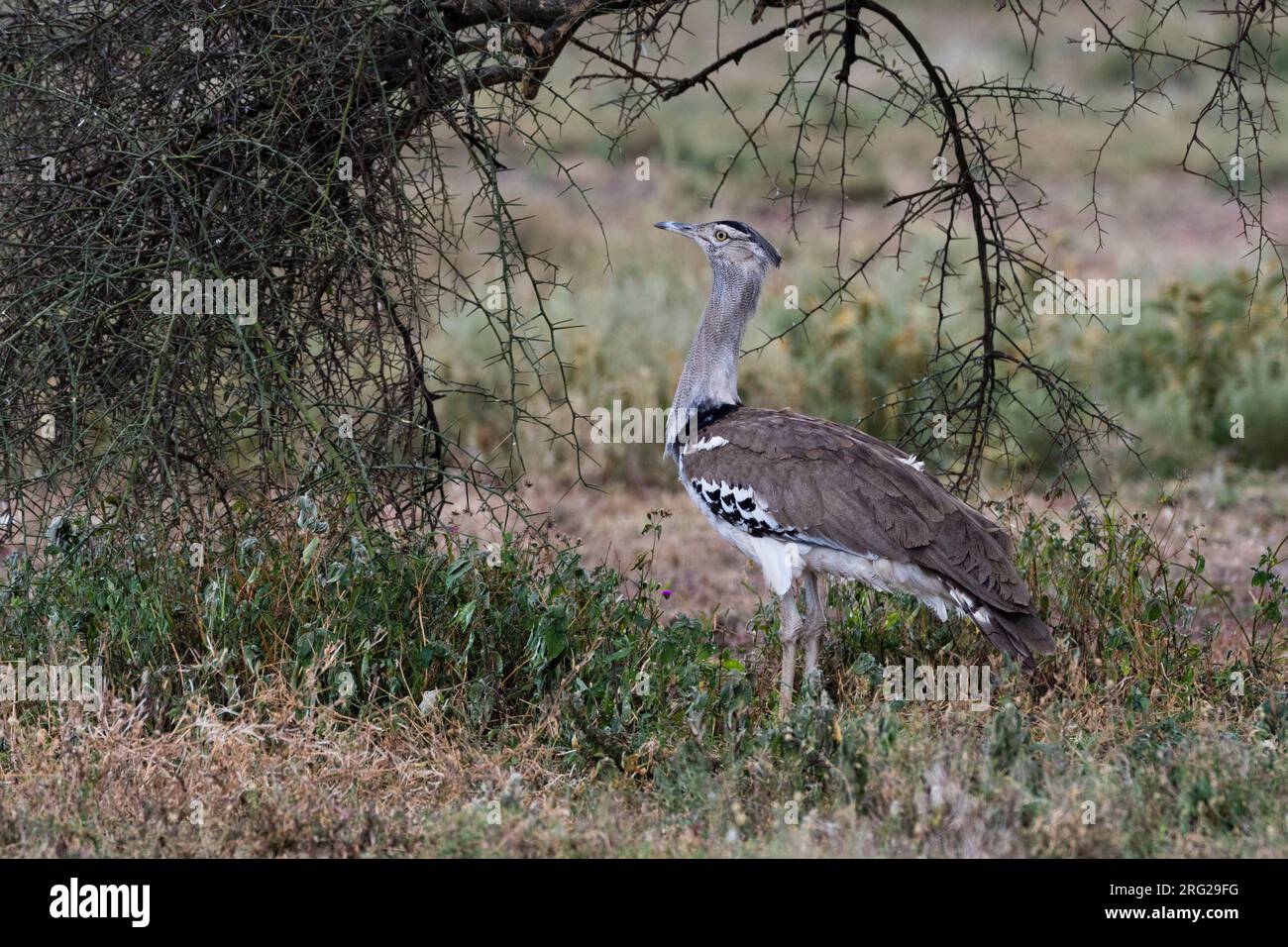 Portrait of a Kori bustard, Ardeotis kori. Ndutu, Ngorongoro ...