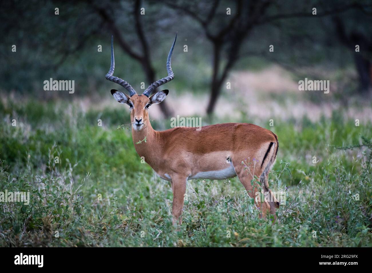 Portrait of a male impala, Aepyceros melampus, standing in a forest and ...