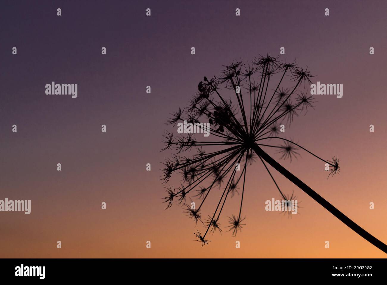 Flower color contrast hi-res stock photography and images - Alamy