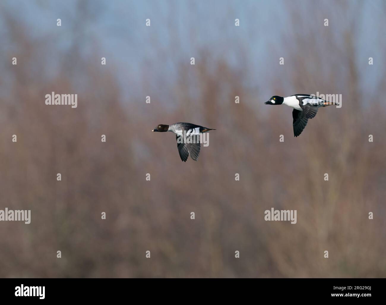 Male and female, pair, couple Common Goldeneye (Bucephala clangula ...