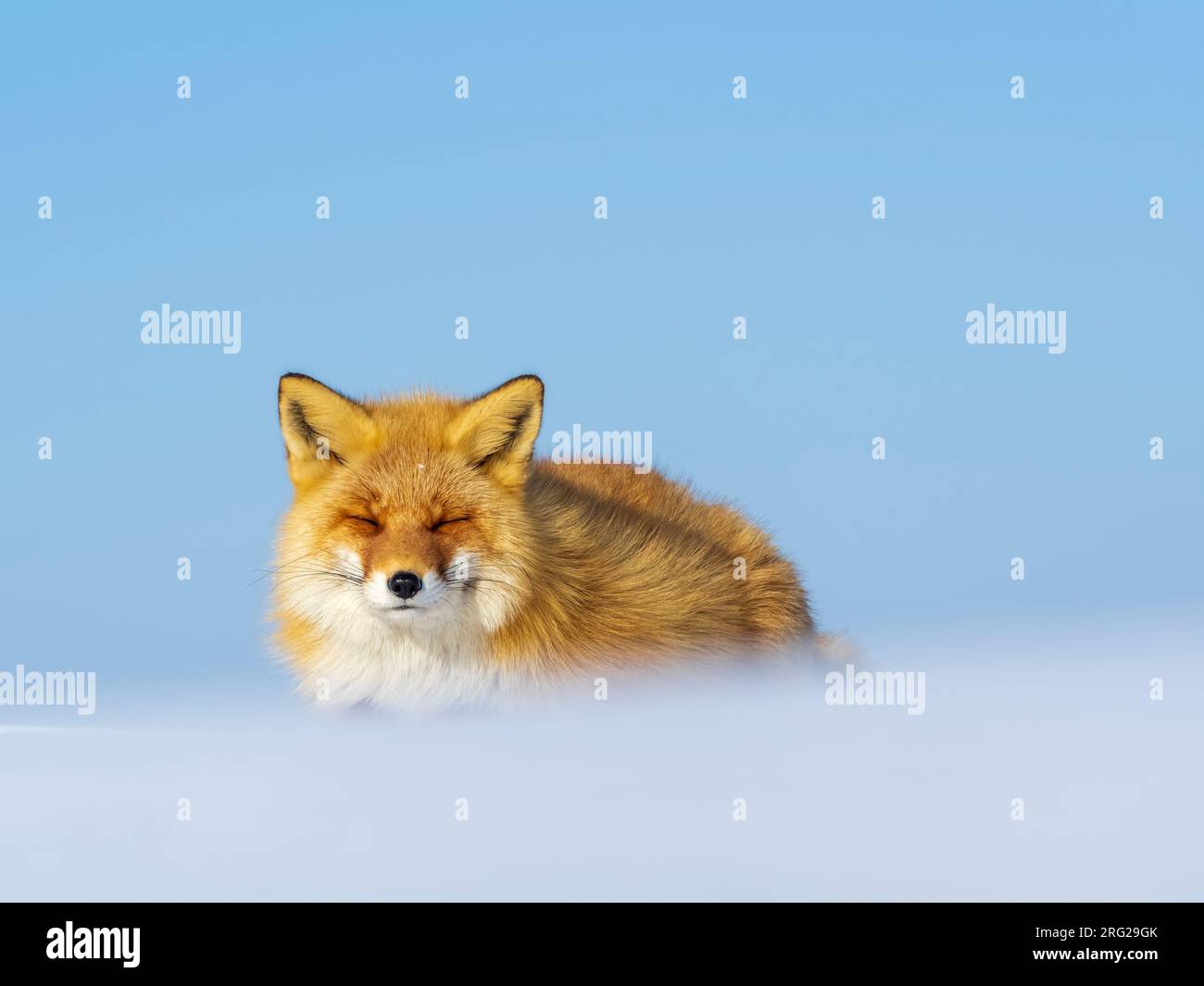 Ezo Red Fox (Vulpes vulpes schrencki) sleeping in the snow on Hokkaido ...